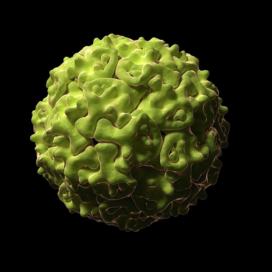 Densovirus Particle Photograph by Sciepro/science Photo Library - Fine Art America