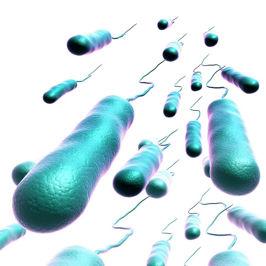 E. Coli Bacteria Photograph by Pixologicstudio/science Photo Library ...