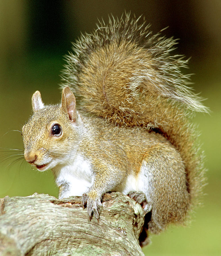 Eastern Grey Squirrel Photograph by Millard H. Sharp - Fine Art America