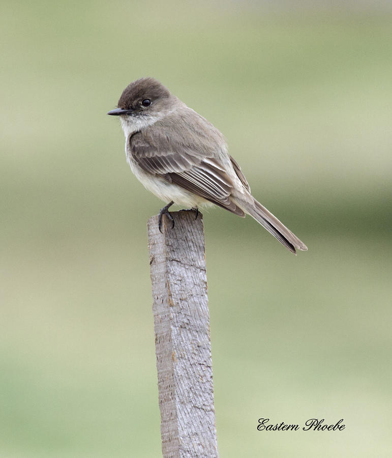 Eastern Phoebe Photograph by David Lester - Fine Art America