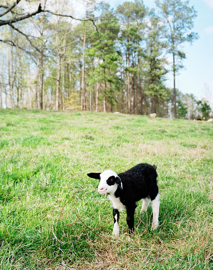 Farm Animals Photograph by Stephen DeVries - Pixels