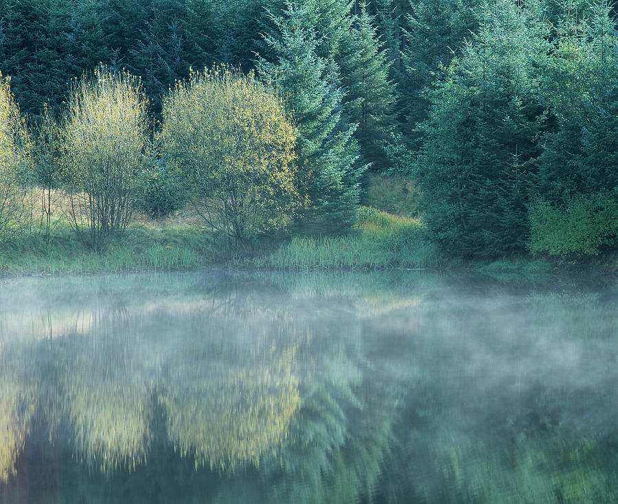 Forest Reflection Photograph by Simon Fraser/science Photo Library - Pixels