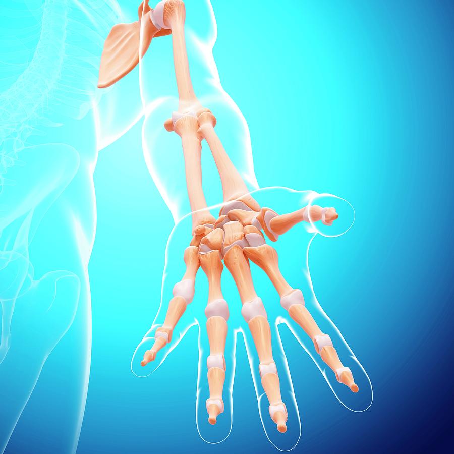 Human Arm Bones Photograph by Pixologicstudio/science Photo Library ...