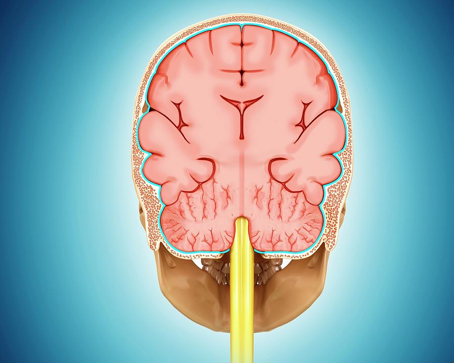 Human Brain Cross-section Photograph by Pixologicstudio/science Photo ...
