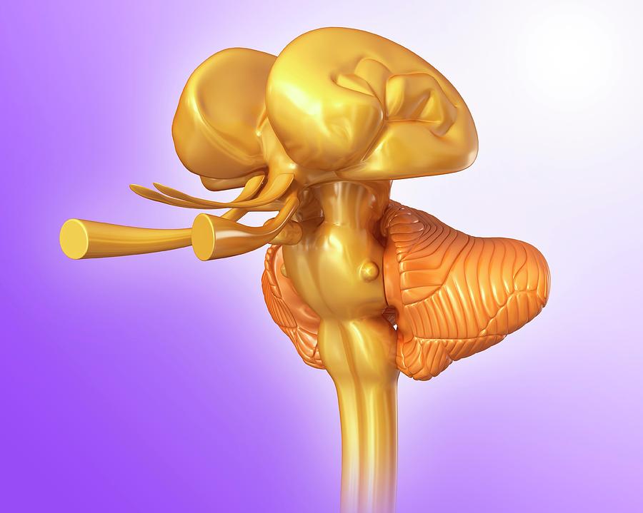 Human Brain Structures Photograph by Pixologicstudio/science Photo ...