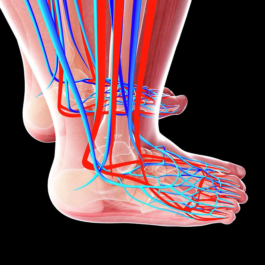 Human Foot Cardiovascular System Photograph by Pixologicstudio/science ...