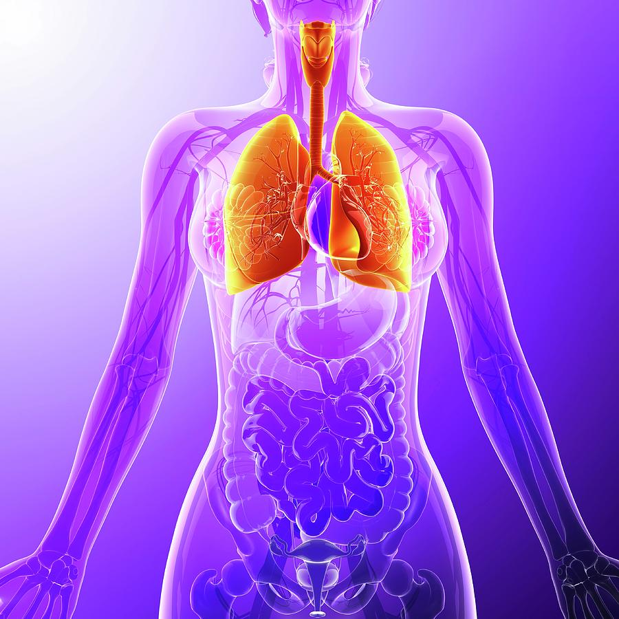 Human Lungs Photograph by Pixologicstudio - Pixels