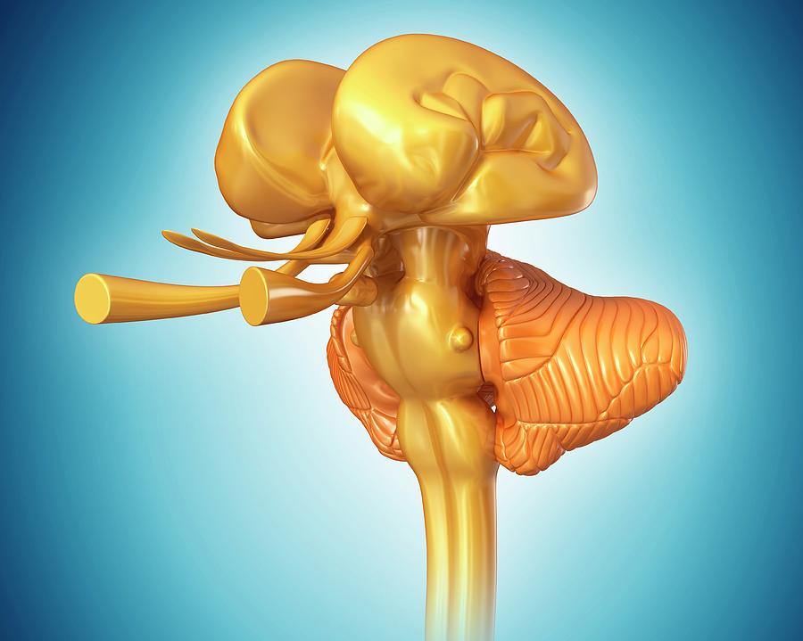 Human Midbrain Anatomy Photograph by Pixologicstudio/science Photo ...