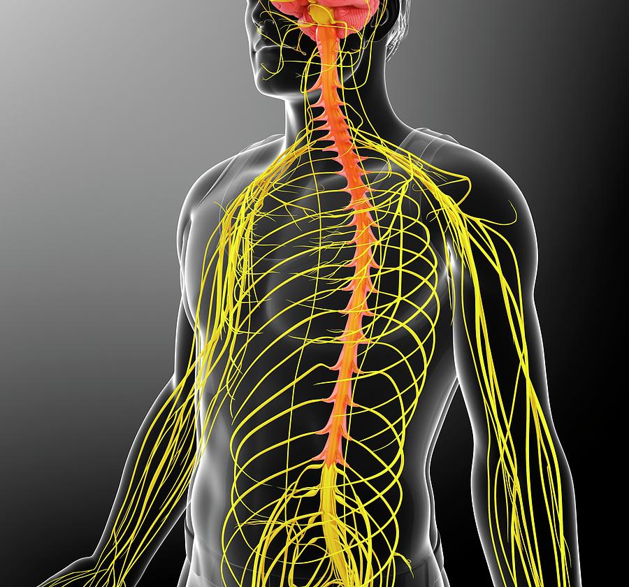 Human Nervous System #3 Photograph by Science Photo Library - Fine Art ...