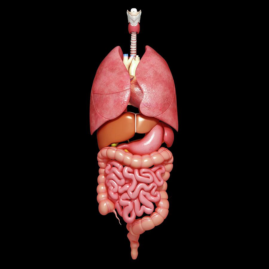 Human Organs #3 by Science Photo Library