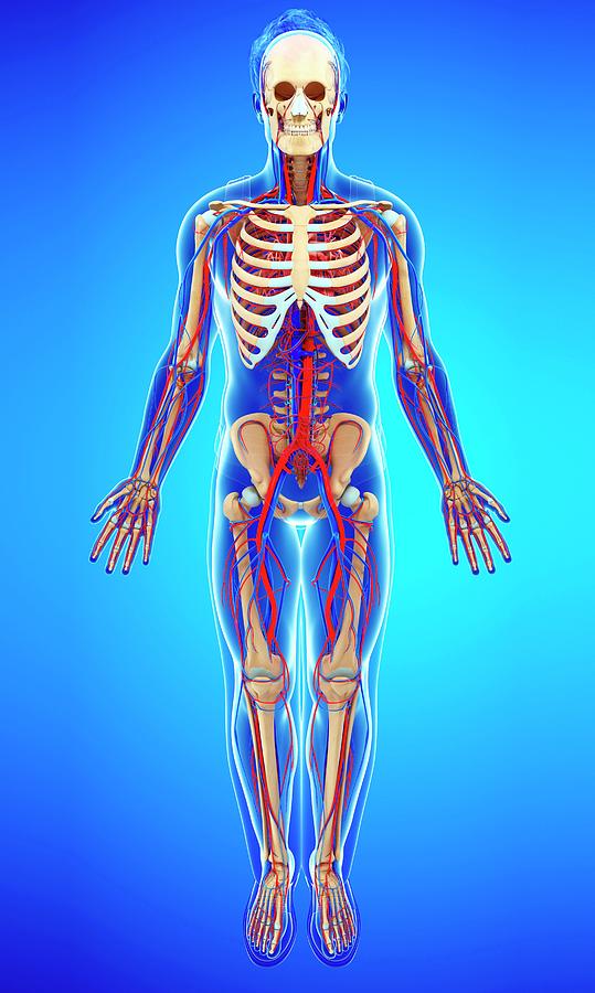 Human Skeletal System Photograph by Pixologicstudio/science Photo ...