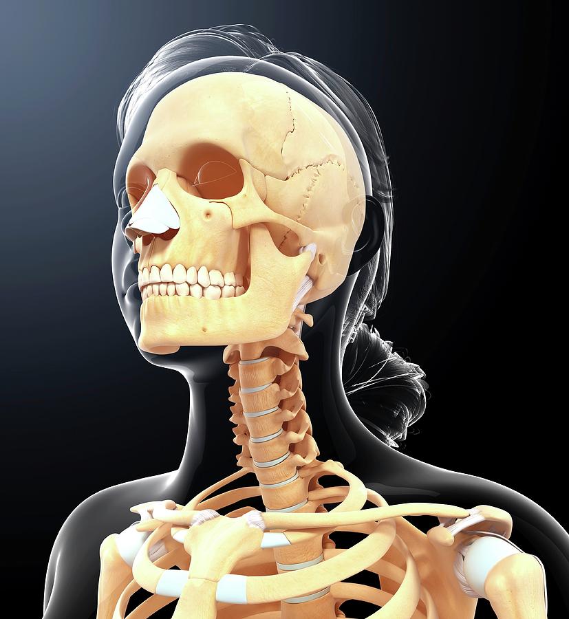 Human Skull #3 by Science Photo Library