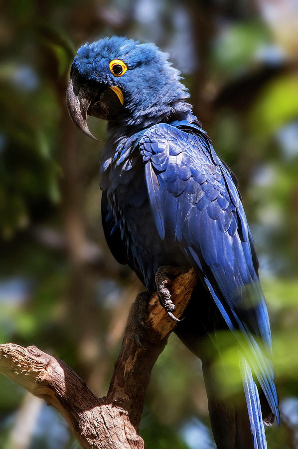 Hyacinth Macaw Anodorhynchus Photograph by Leonardo Merçon | Fine Art ...