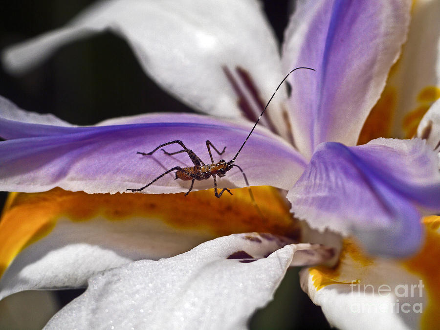 Iris flower with bug Photograph by Howard Stapleton - Fine Art America