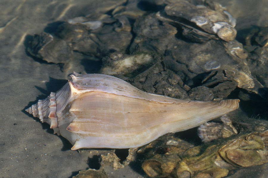 Knobbed Whelk #3 by Millard H. Sharp