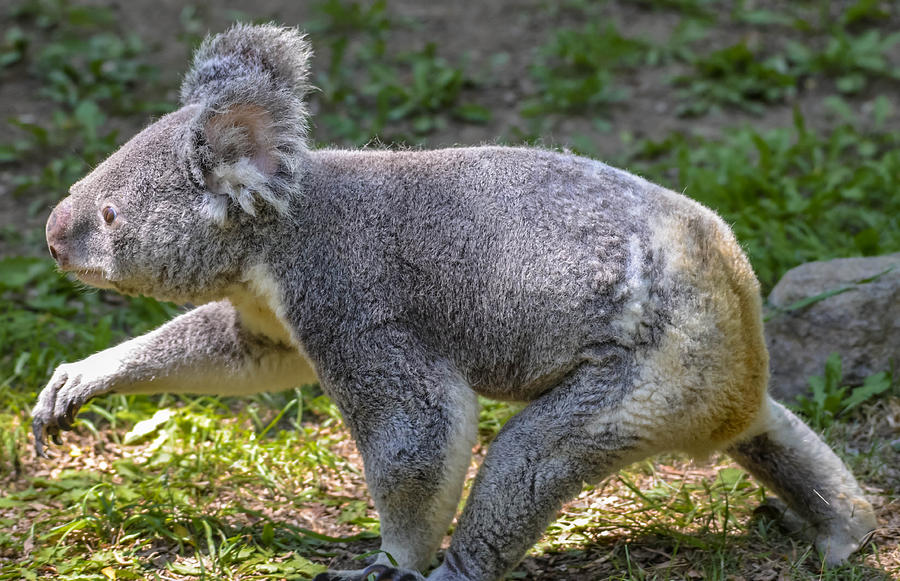 Koala bear Photograph by Brian Stevens - Fine Art America