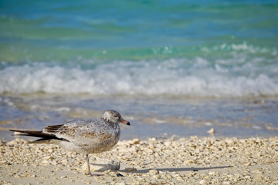 Laughing Seagull Photograph by Rashad Penn - Fine Art America