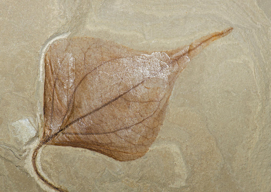 Leaf Fossil Photograph by Millard H. Sharp - Fine Art America