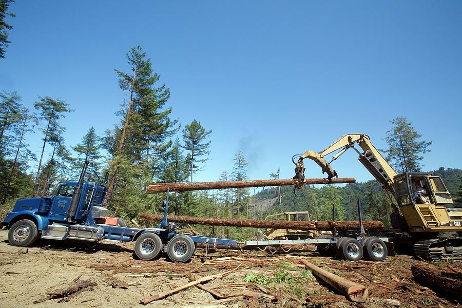 Logging Redwood Trees Photograph by Jim West - Pixels