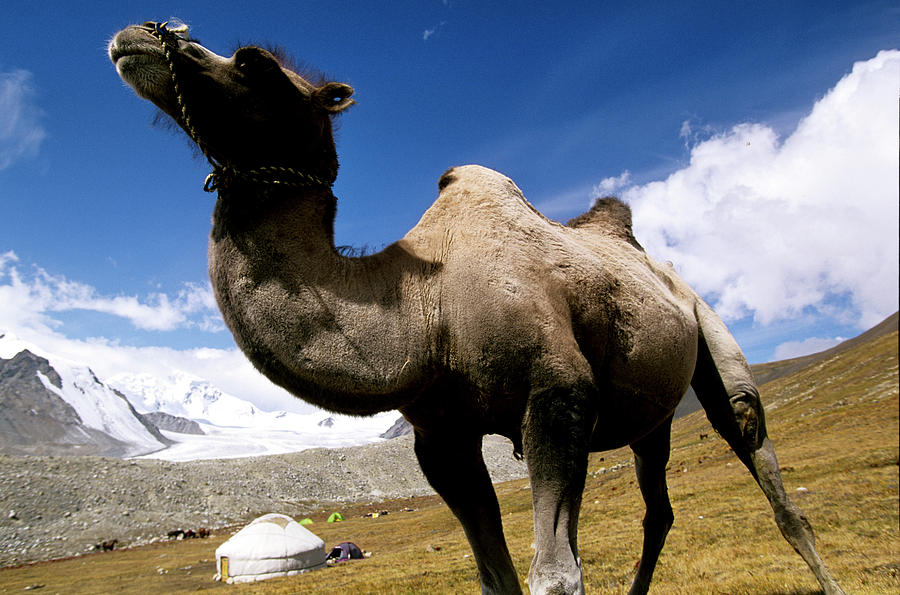 Mongolia Altai Mountains, Tavanbogd Photograph by Olivier Renck - Fine ...