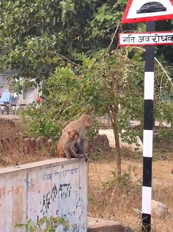 Monkey Bridge Photograph by Keith Wright - Fine Art America