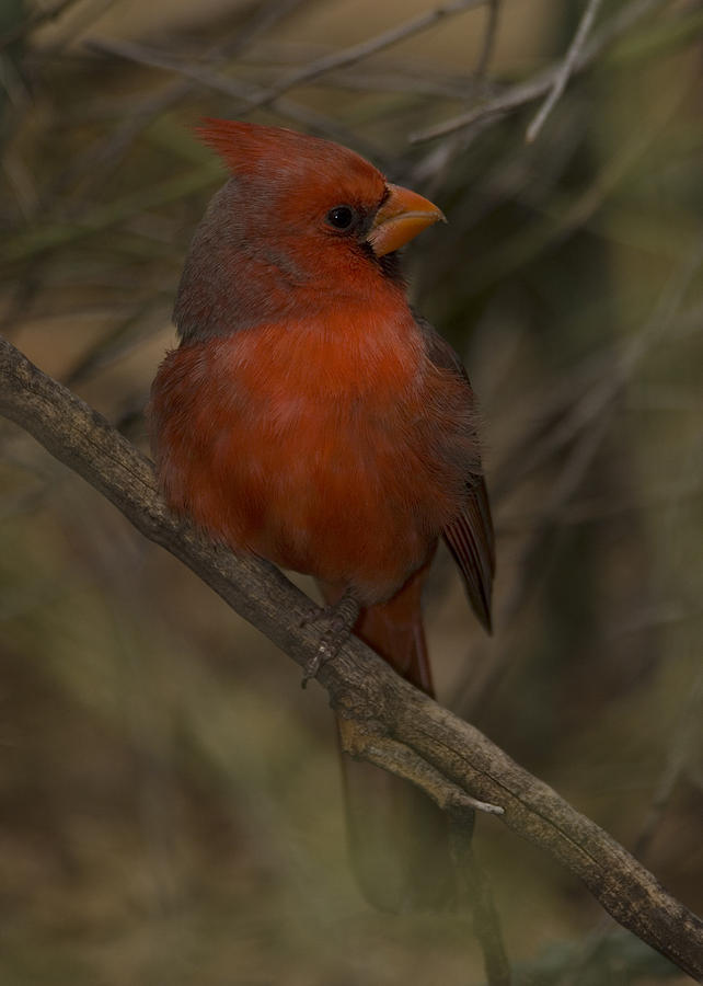 Northern Cardinal Cardinalis cardinalis Photograph by Carol Gregory ...