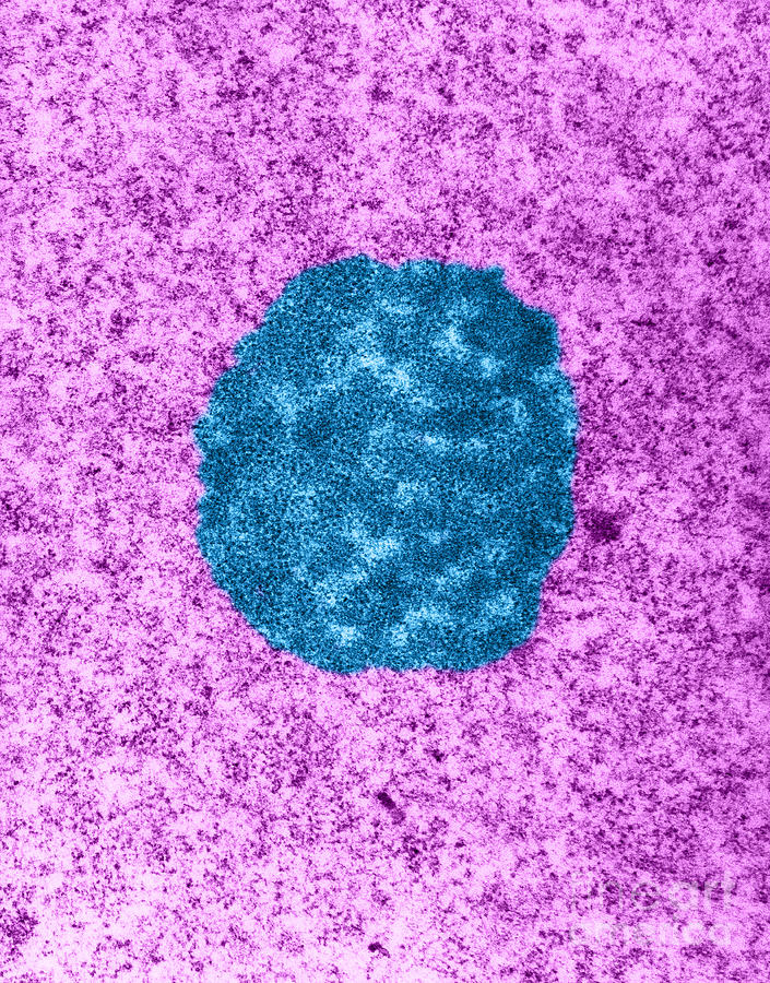 Nucleolus, Tem Photograph by David M. Phillips - Fine Art America