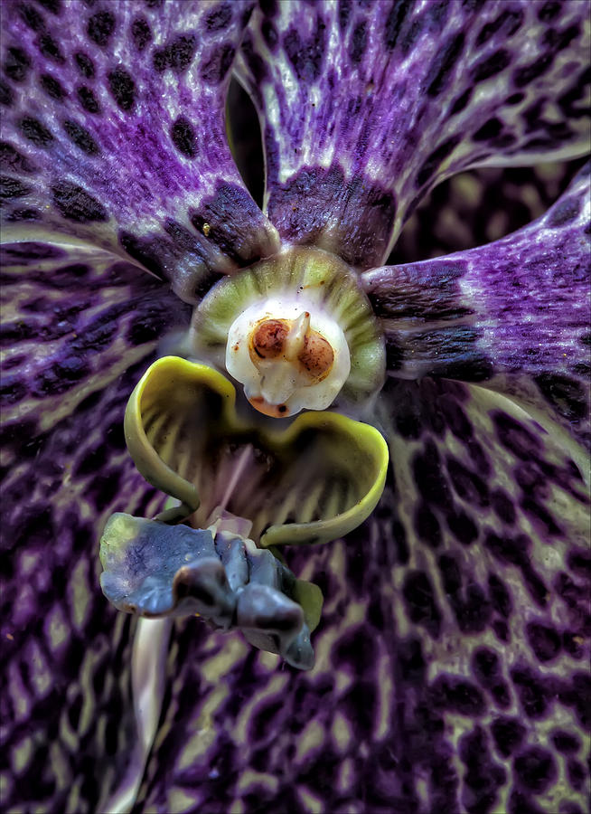Orchid Study Photograph by Robert Ullmann - Fine Art America