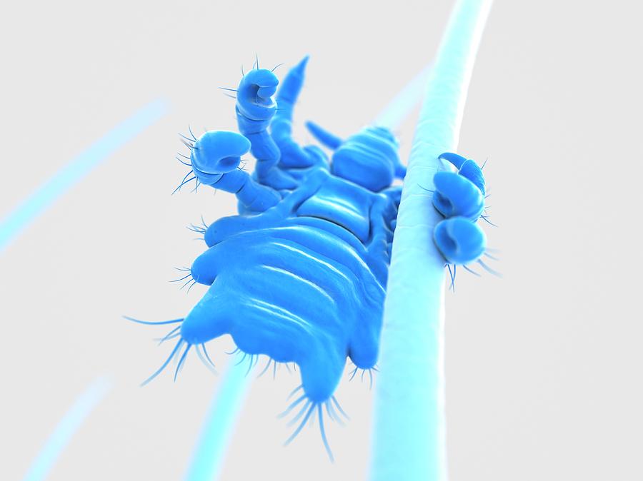 Pubic Louse Photograph By Scieproscience Photo Library Fine Art America