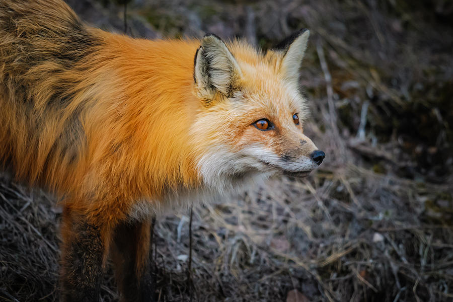 Red Fox Photograph by Brandon Smith - Pixels