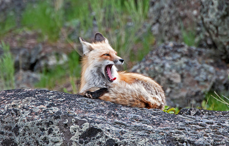 Red Fox Photograph by Elijah Weber - Fine Art America
