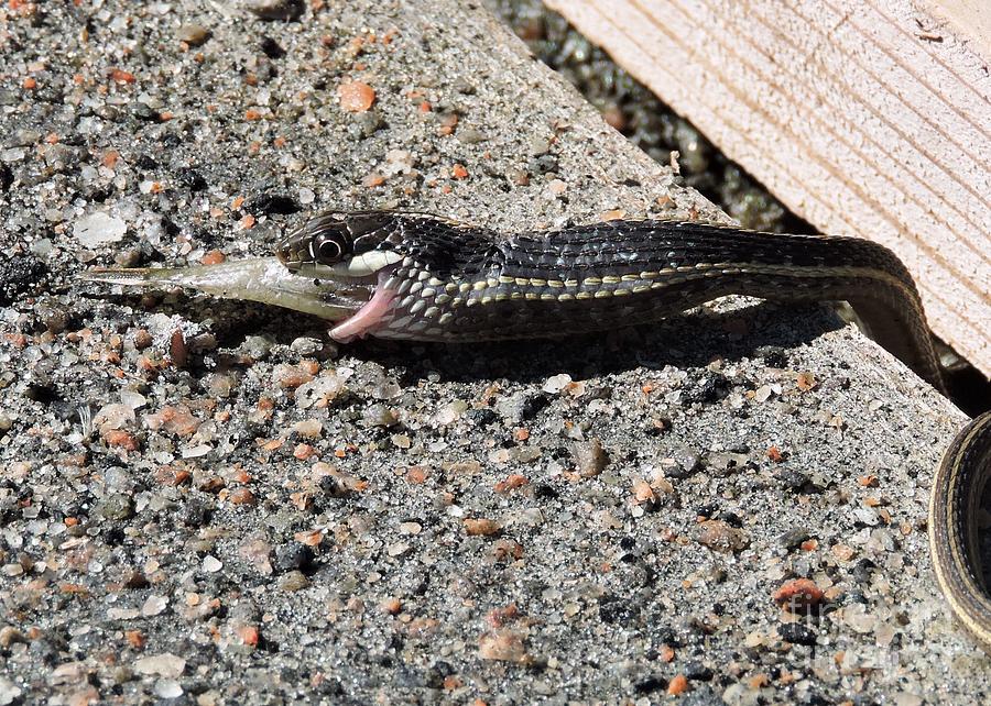 Ribbon snake Photograph by Caroline Morse - Fine Art America