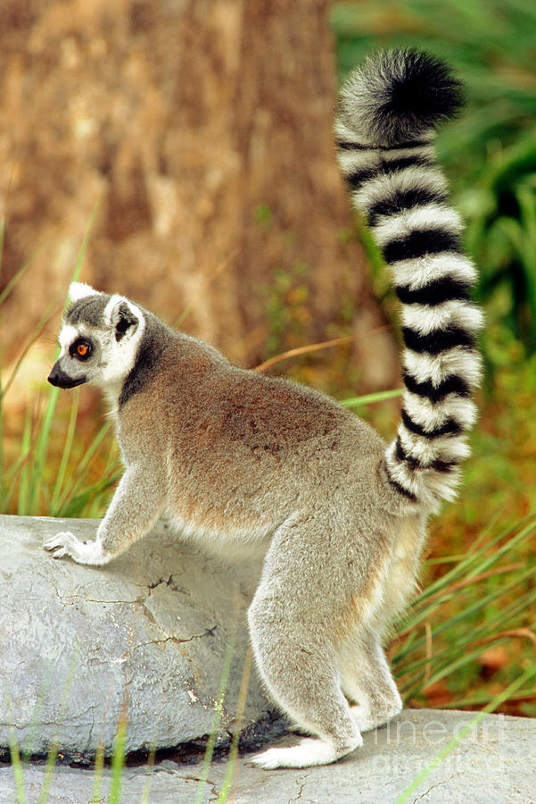 Ring Tailed Lemur Photograph by Millard H. Sharp - Pixels