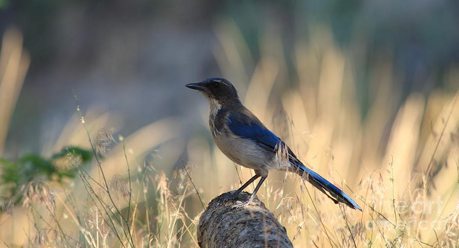 Scrub Jay Photograph by George B - Fine Art America