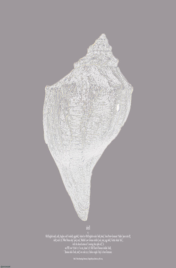 Shell Digital Art by Robert Williams - Fine Art America