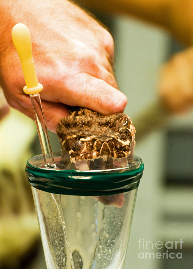 Snake Venom Extraction Photograph by Millard H. Sharp - Fine Art America