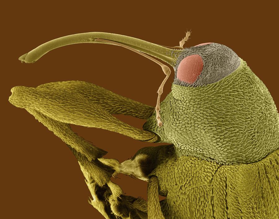 Snout Or Nut Weevil Photograph by Dennis Kunkel Microscopy/science Photo Library - Pixels