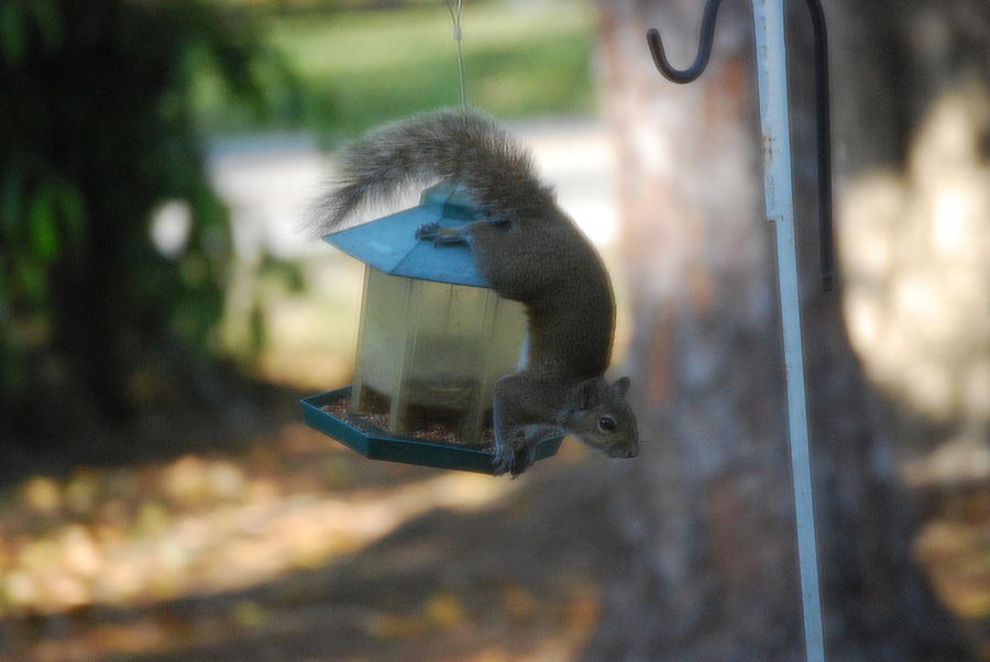 Squirrel Photograph by Robert Floyd - Fine Art America