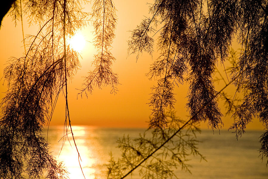 Sunset golden color with tree Photograph by Raimond Klavins - Pixels