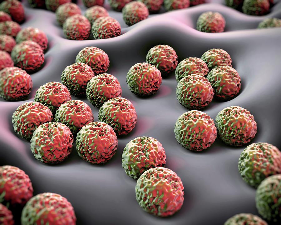 Superbug Bacteria Photograph by Science Artwork - Fine Art America