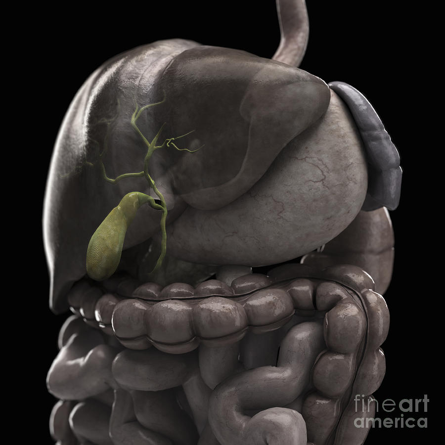 The Gallbladder Photograph by Science Picture Co - Fine Art America