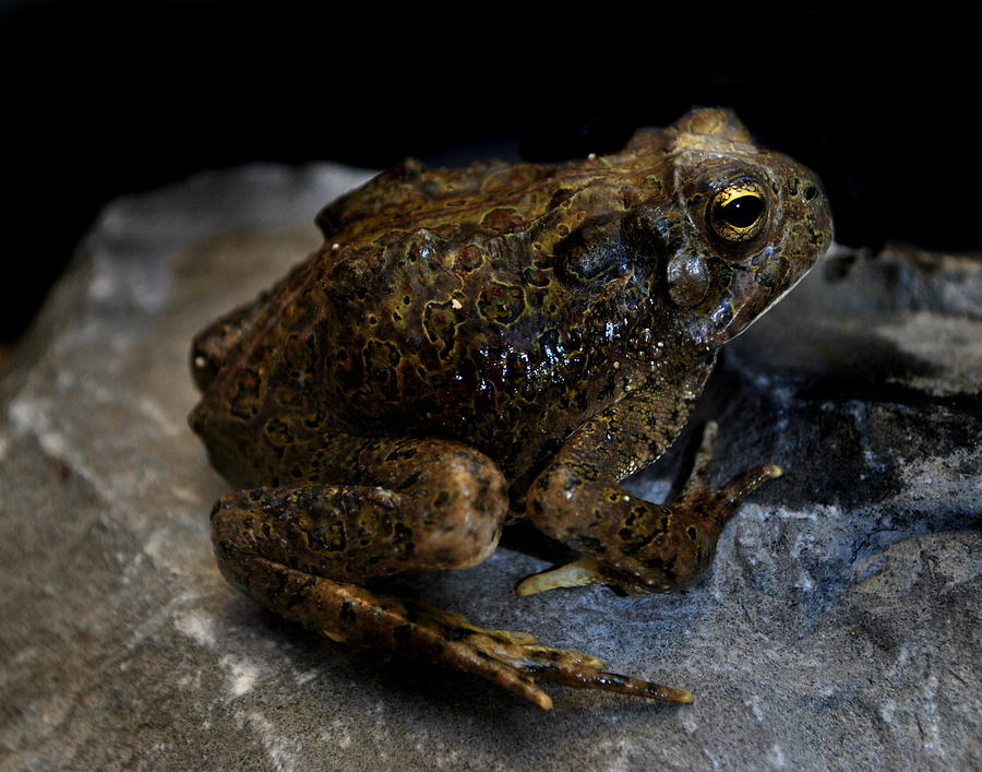 Toad Photograph by Nathan Abbott - Fine Art America