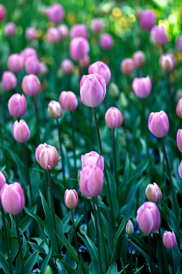 Tulips in the Spring Photograph by RM Vera - Fine Art America