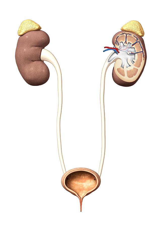 Urinary system, artwork #3 Photograph by Science Photo Library - Pixels