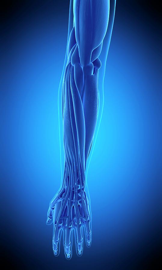 Human Arm Muscles Photograph by Sebastian Kaulitzki/science Photo ...