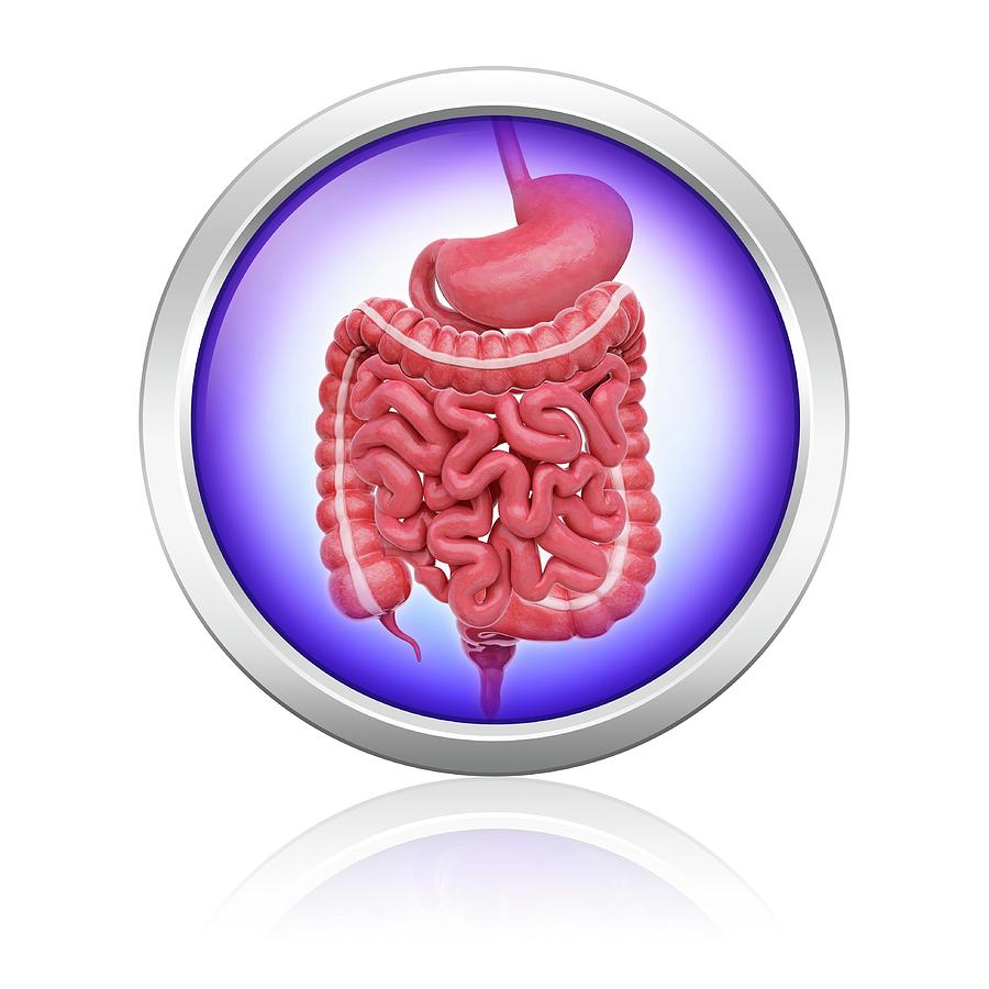 Human Digestive System #30 by Science Photo Library