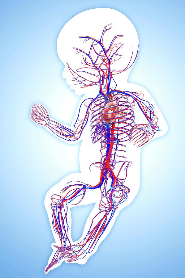 Baby's Cardiovascular System #31 by Science Photo Library