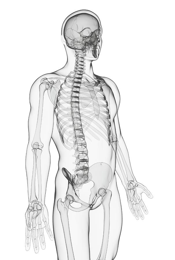 Human Skeleton Photograph by Pixologicstudio/science Photo Library - Pixels