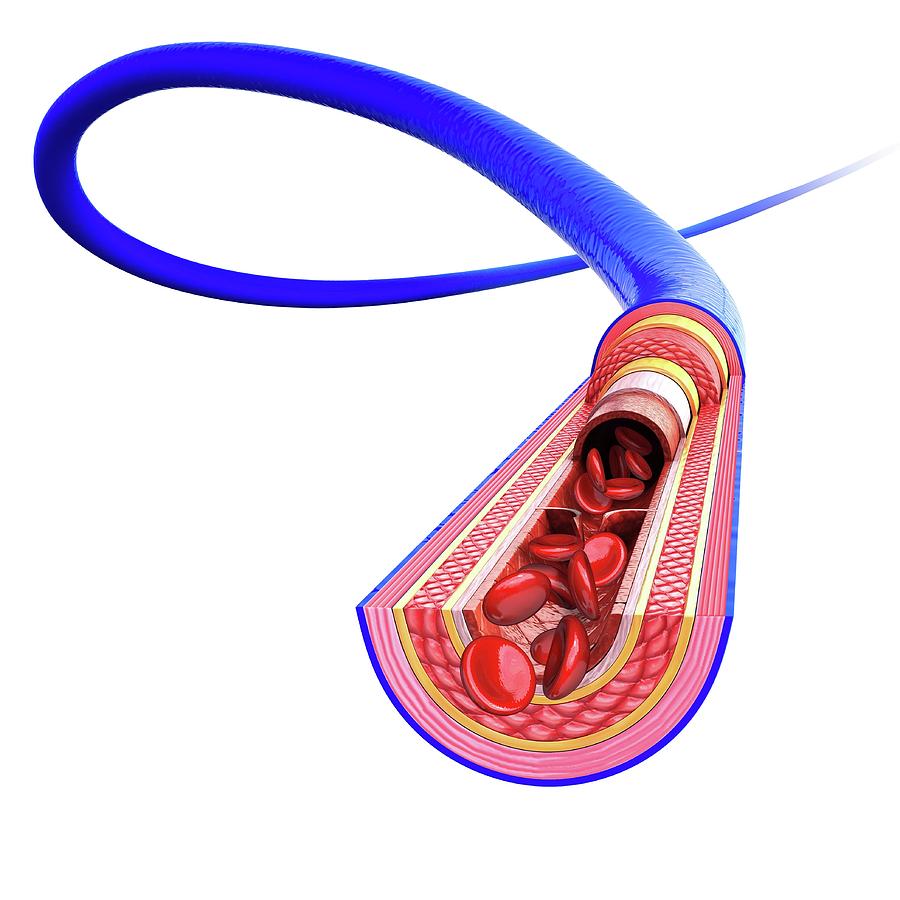 Human Vein #31 by Science Photo Library