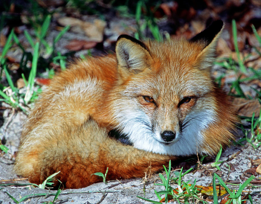 Red Fox #31 by Millard H. Sharp